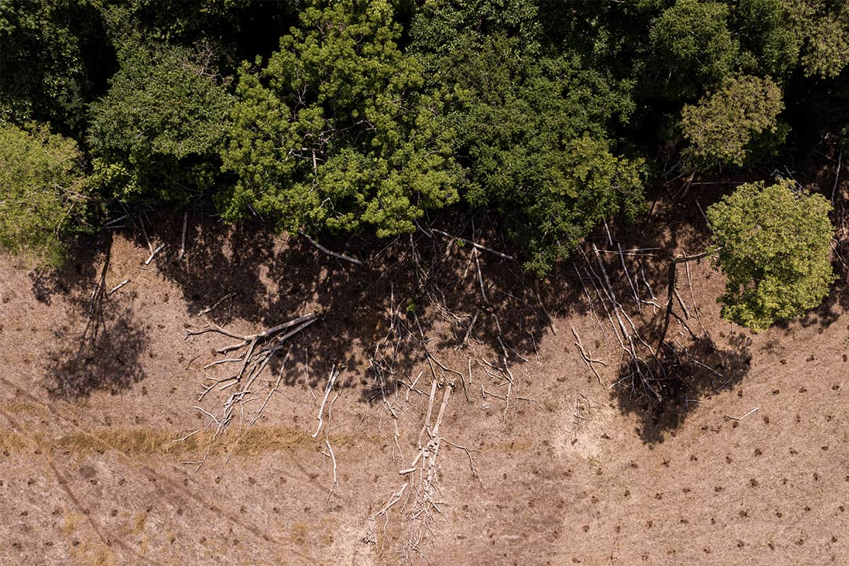 Reforestation Project In Guatemala | zeroCO2