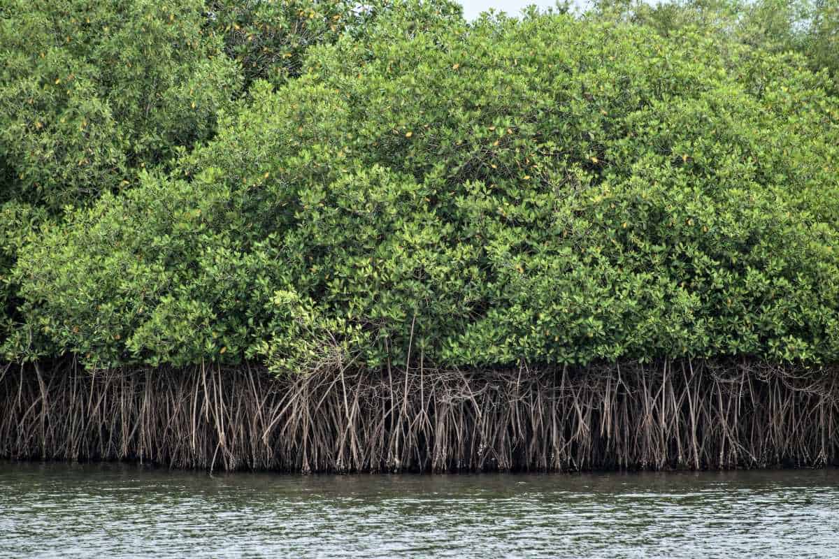 Reforestation Of Mangroves Project In Guatemala | zeroCO2