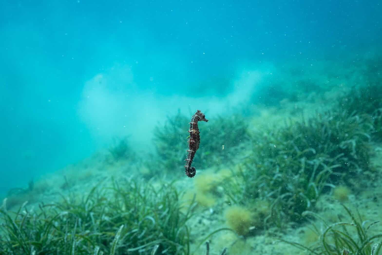 Marine Ecosystems Preservation Project In Italy | zeroCO2