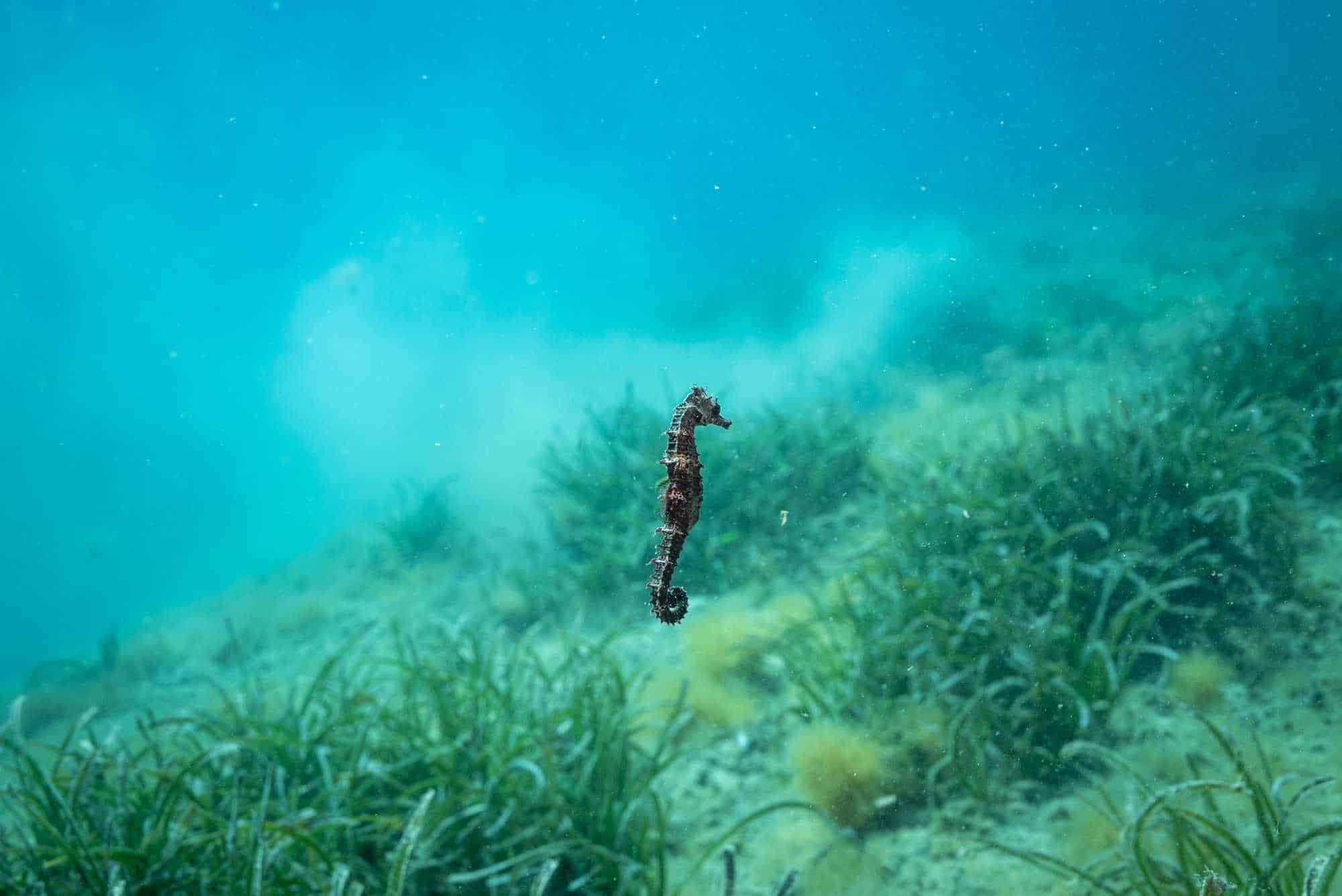 Marine Ecosystems Preservation Project In Italy | zeroCO2