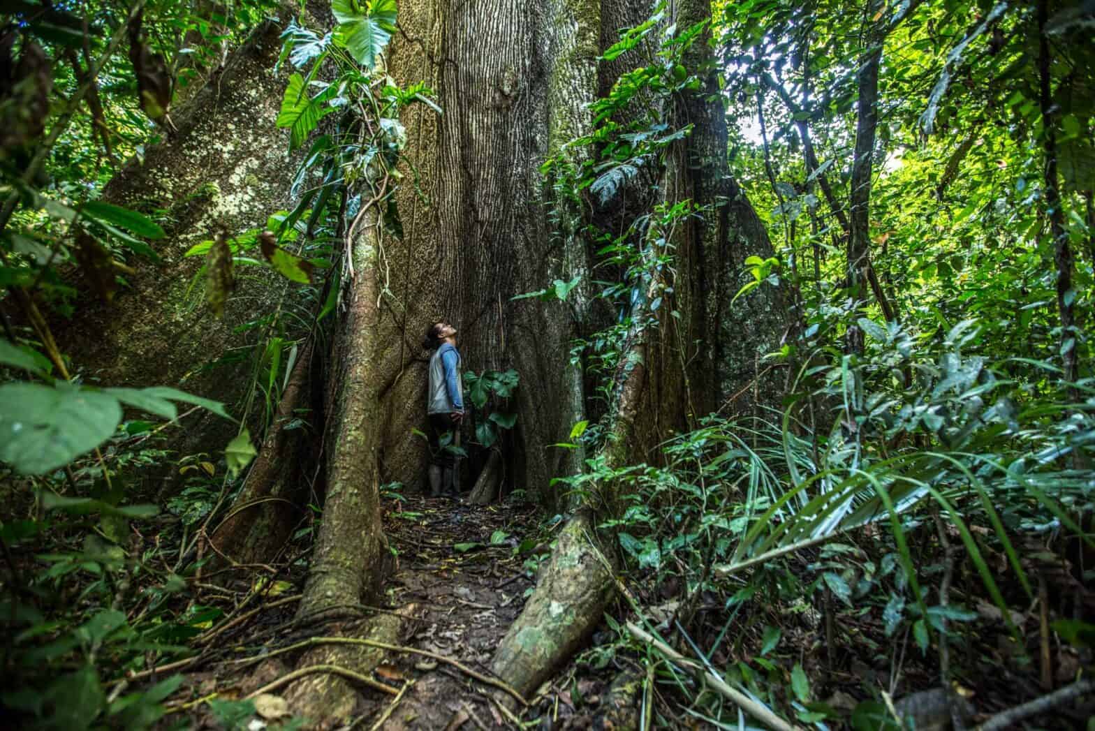 Amazon Forest Recovery Project In Peru | zeroCO2