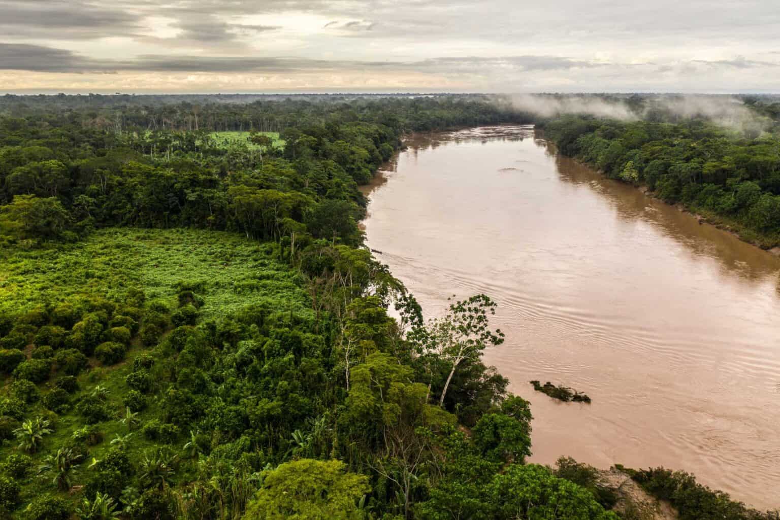 Amazon Forest Recovery Project In Peru | zeroCO2