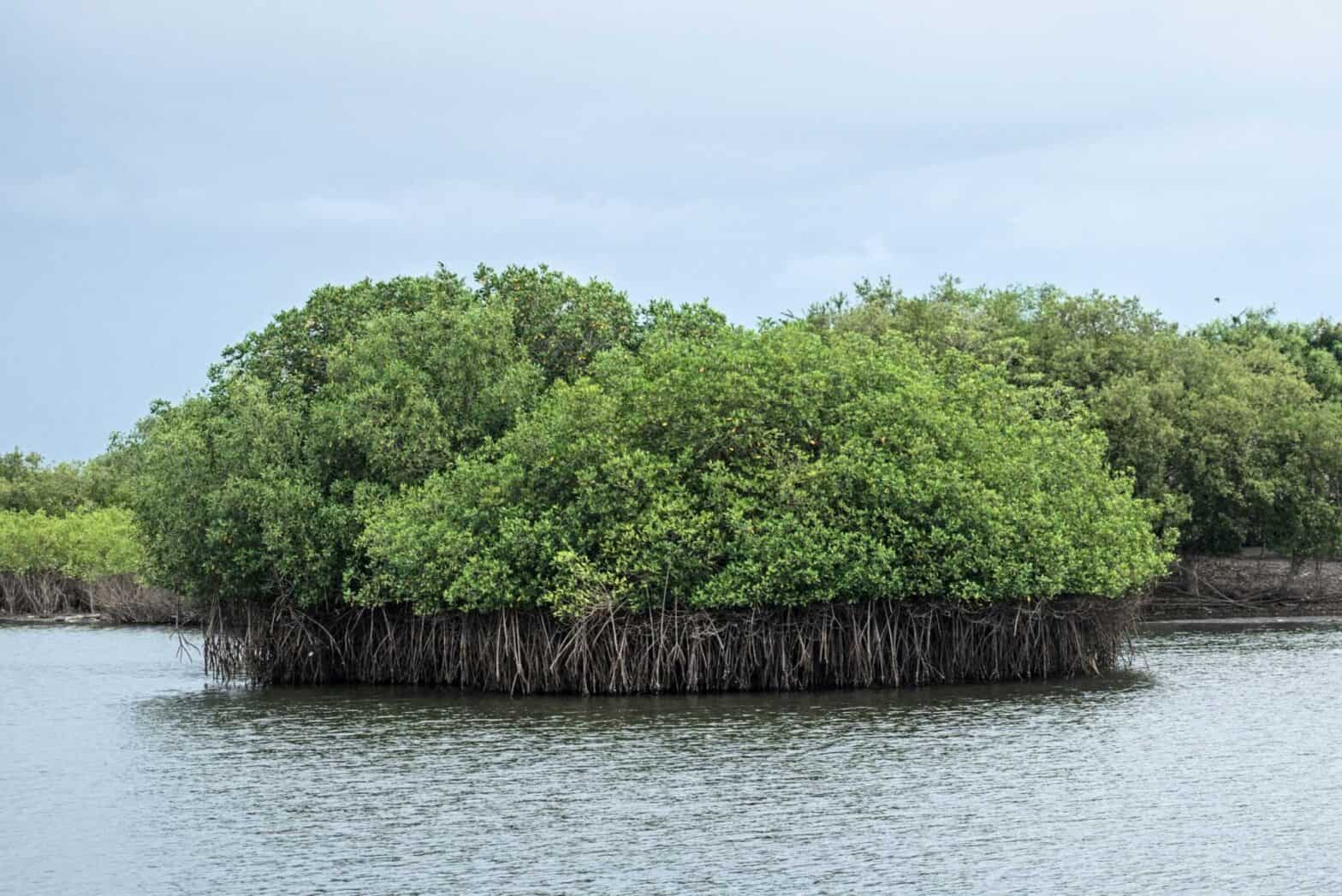 Reforestation Of Mangroves Project In Guatemala | zeroCO2