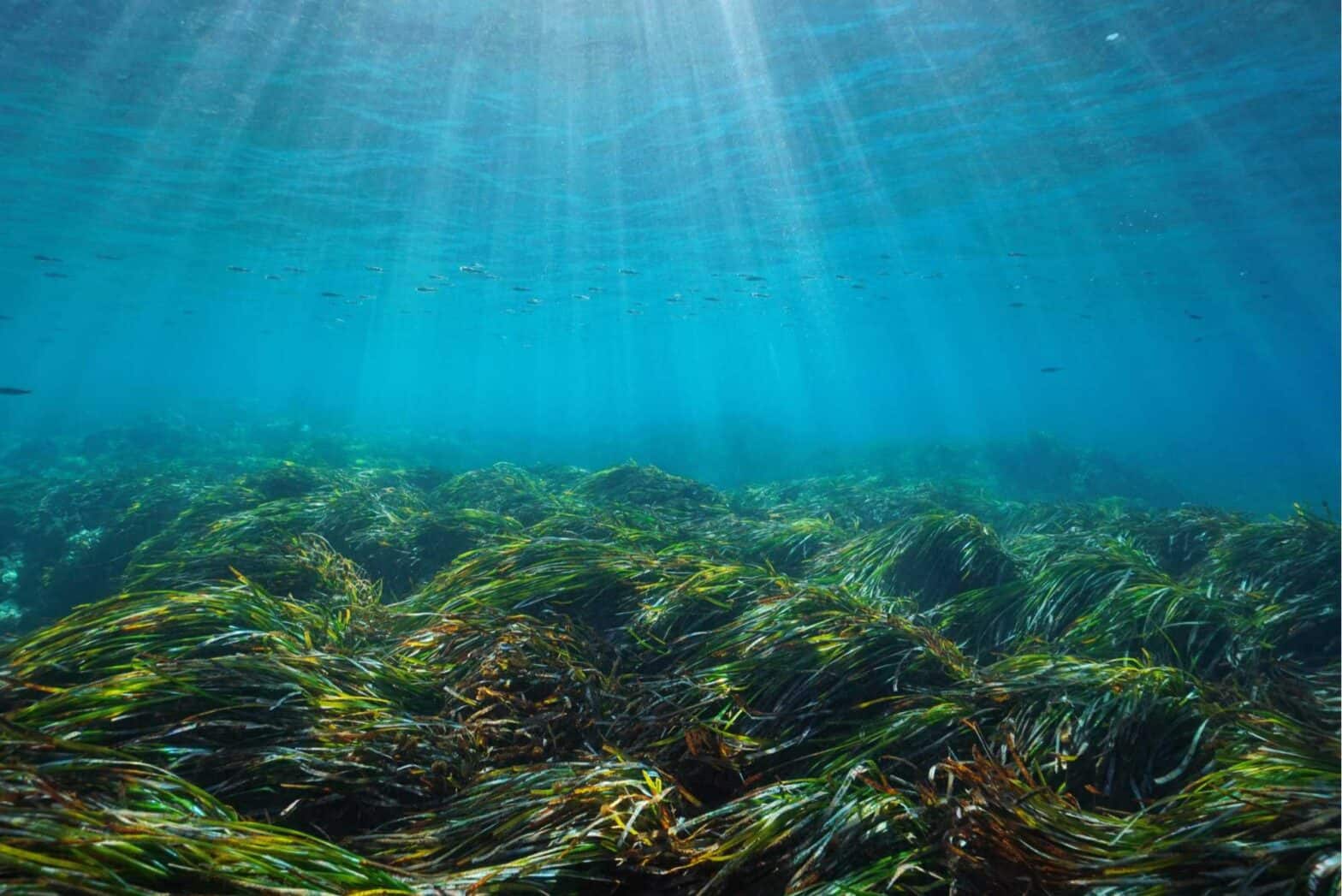 Marine Ecosystems Preservation Project In Italy | zeroCO2