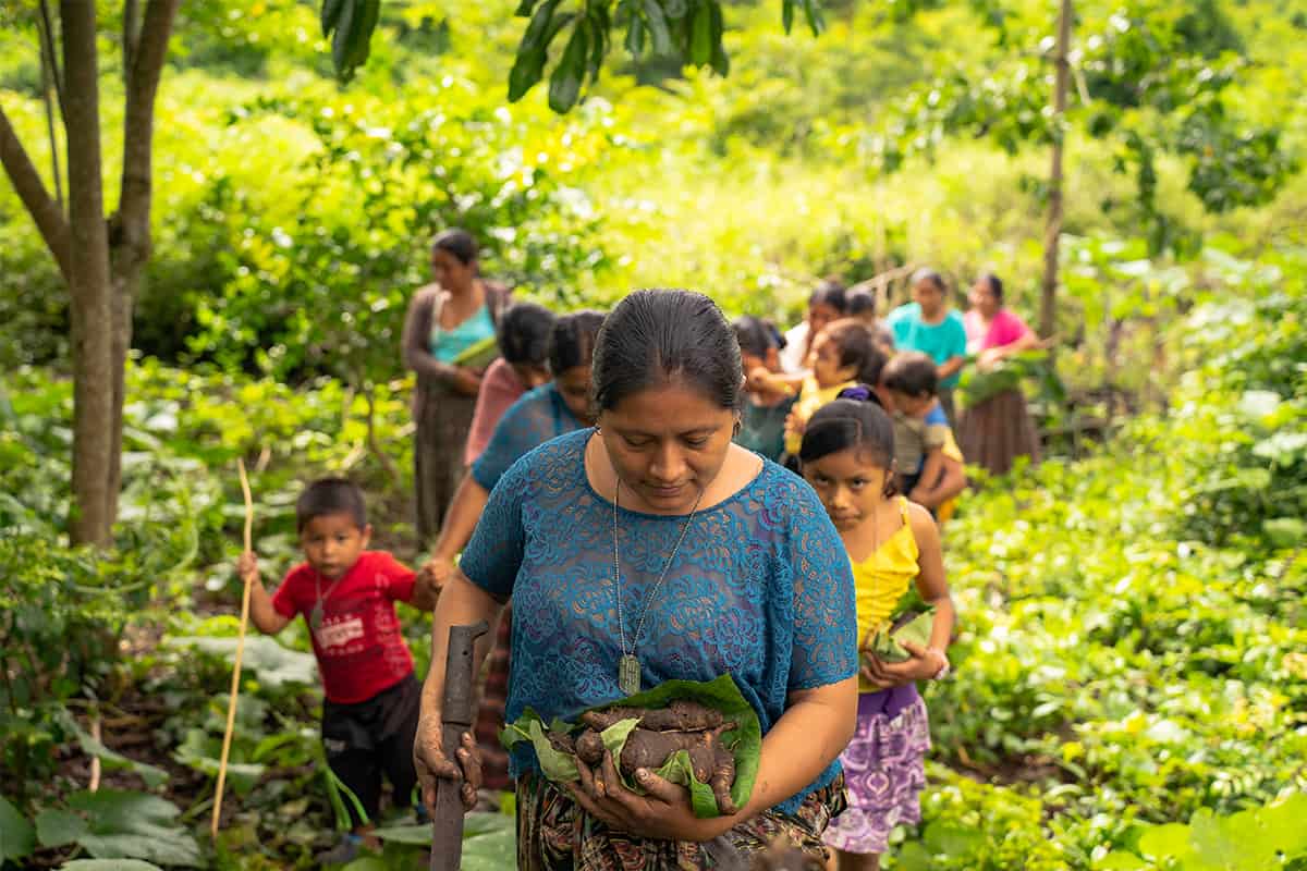 Reforestation Projects To Give Back Trees To The Planet | zeroCO2