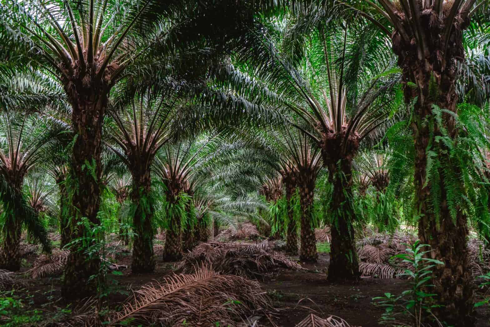 Palm oil is back. And so is deforestation. - zeroCO2