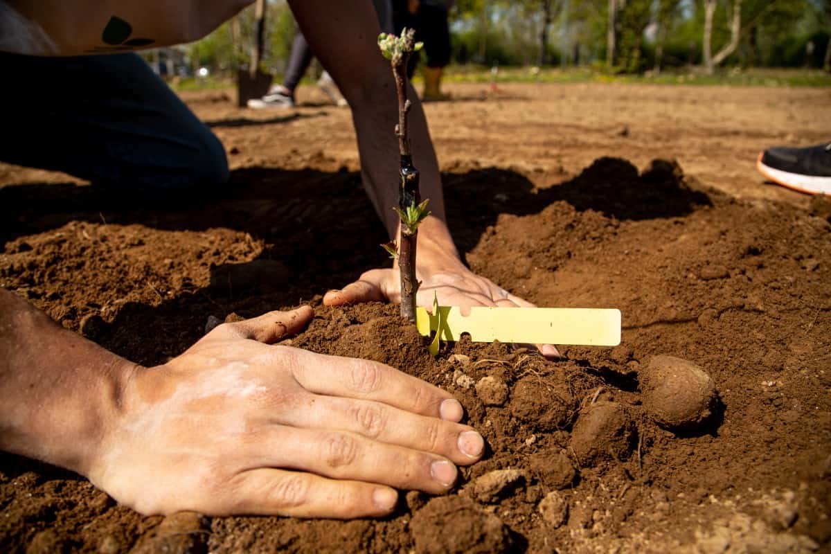 Piantare alberi in Italia per diventare un'azienda più green - zeroCO2