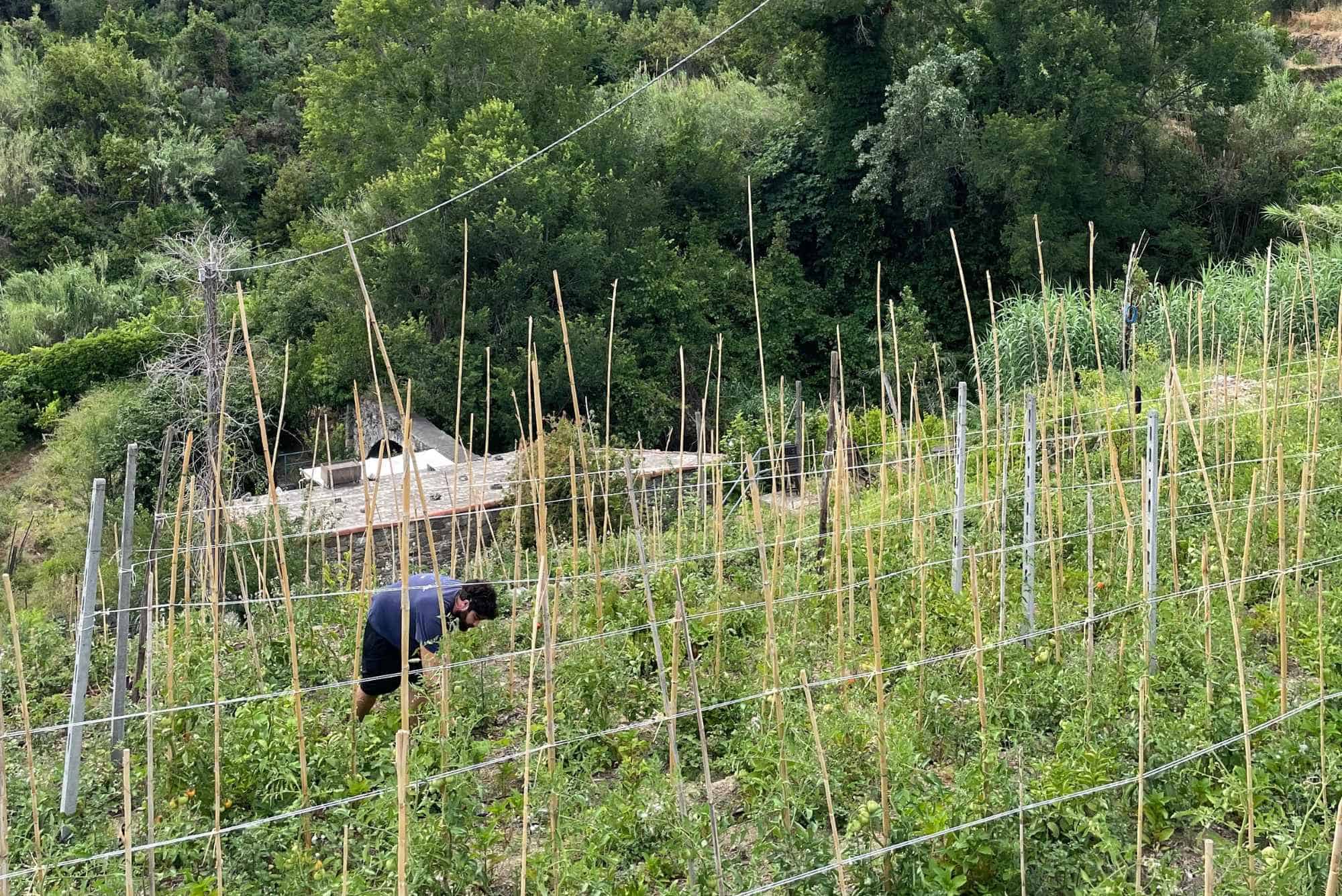 Wild Farm Cürnigia’s founders against drought in Liguria - zeroCO2
