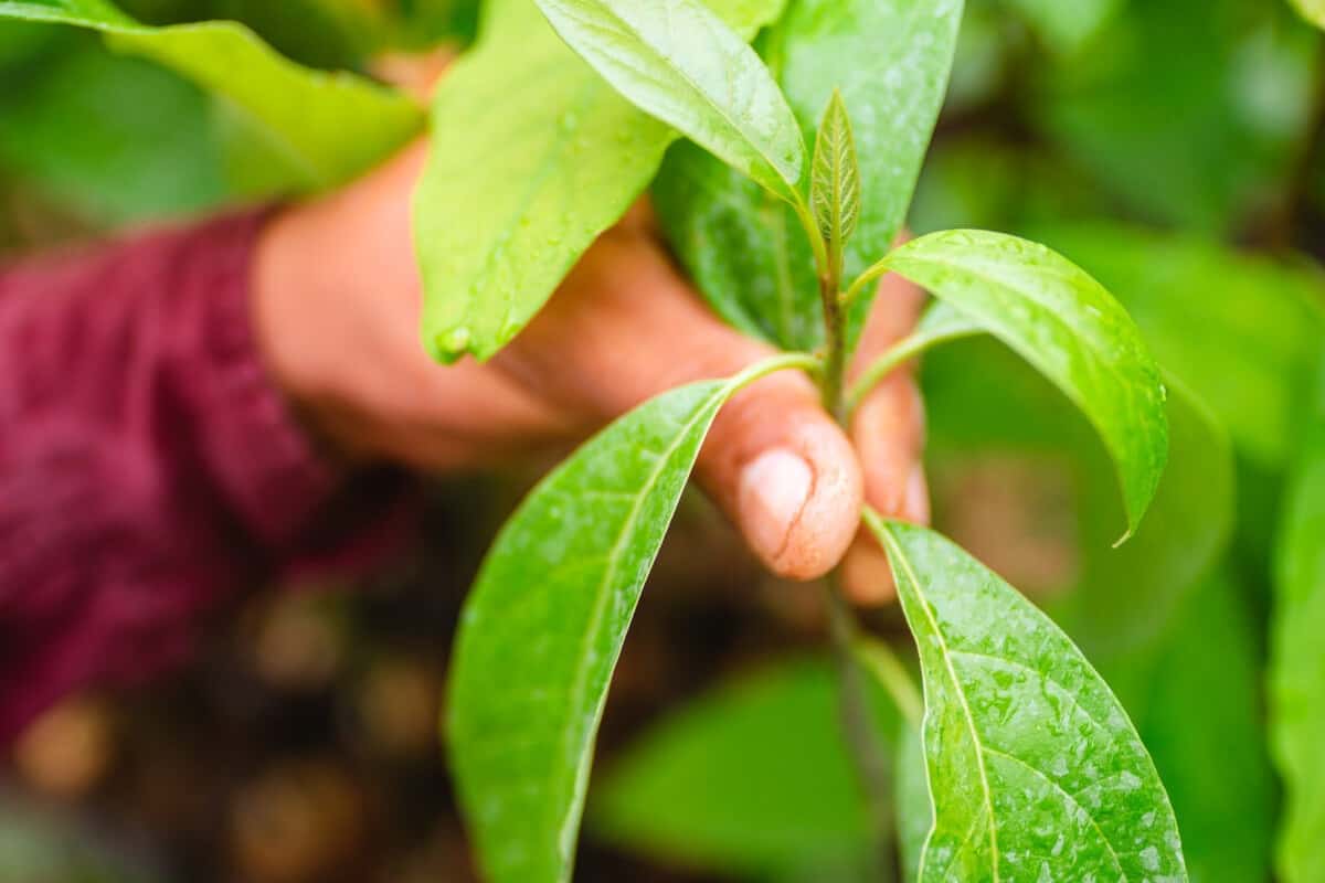 What is CO2 equivalent (CO2e) and how is it calculated?- zeroCO2