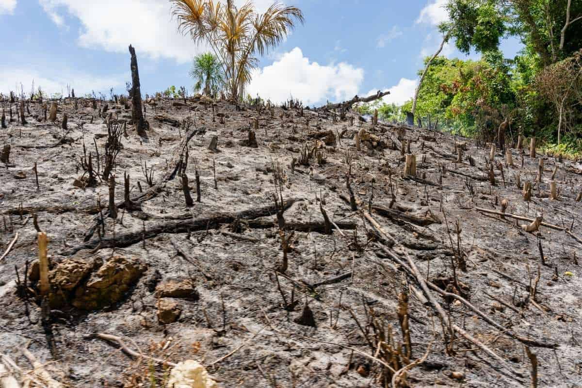 La deforestazione e i suoi effetti sul nostro pianeta | zeroCO2